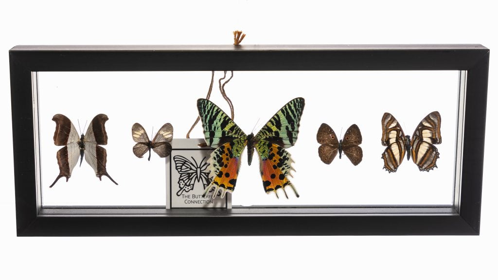 Real Framed Butterfly Art Displays - The Butterfly Connection