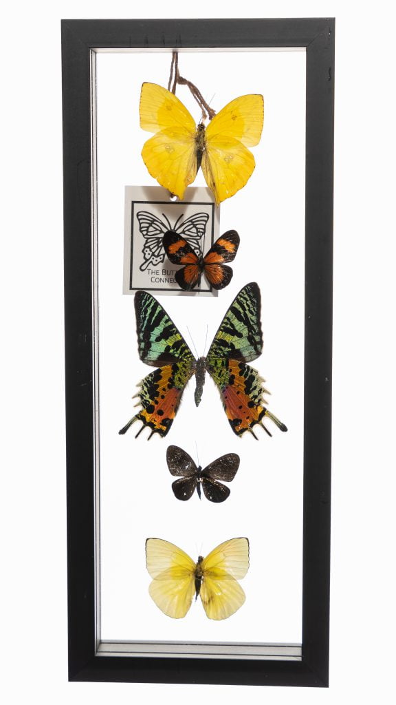 Real Framed Butterfly Art Displays - The Butterfly Connection